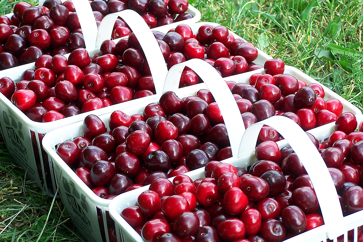 Cherry prices in Serbia soar to record highs