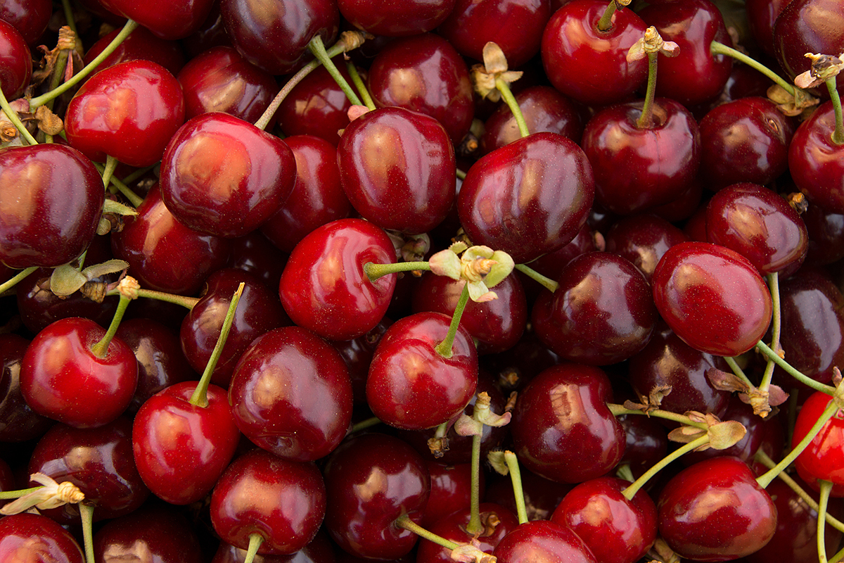Northwest Cherry Growers sees fruitful cherry harvest despite challenges