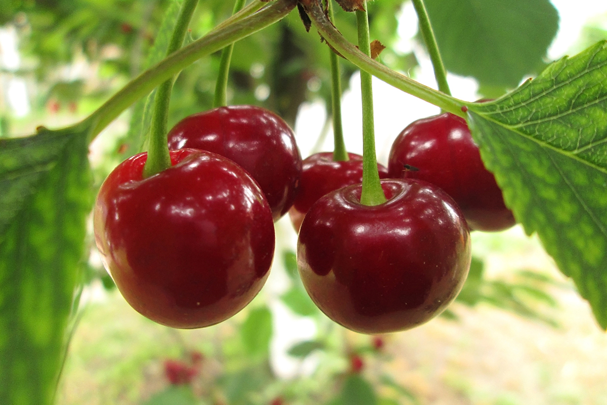 California cherry crop down 50% amid weather disruptions
