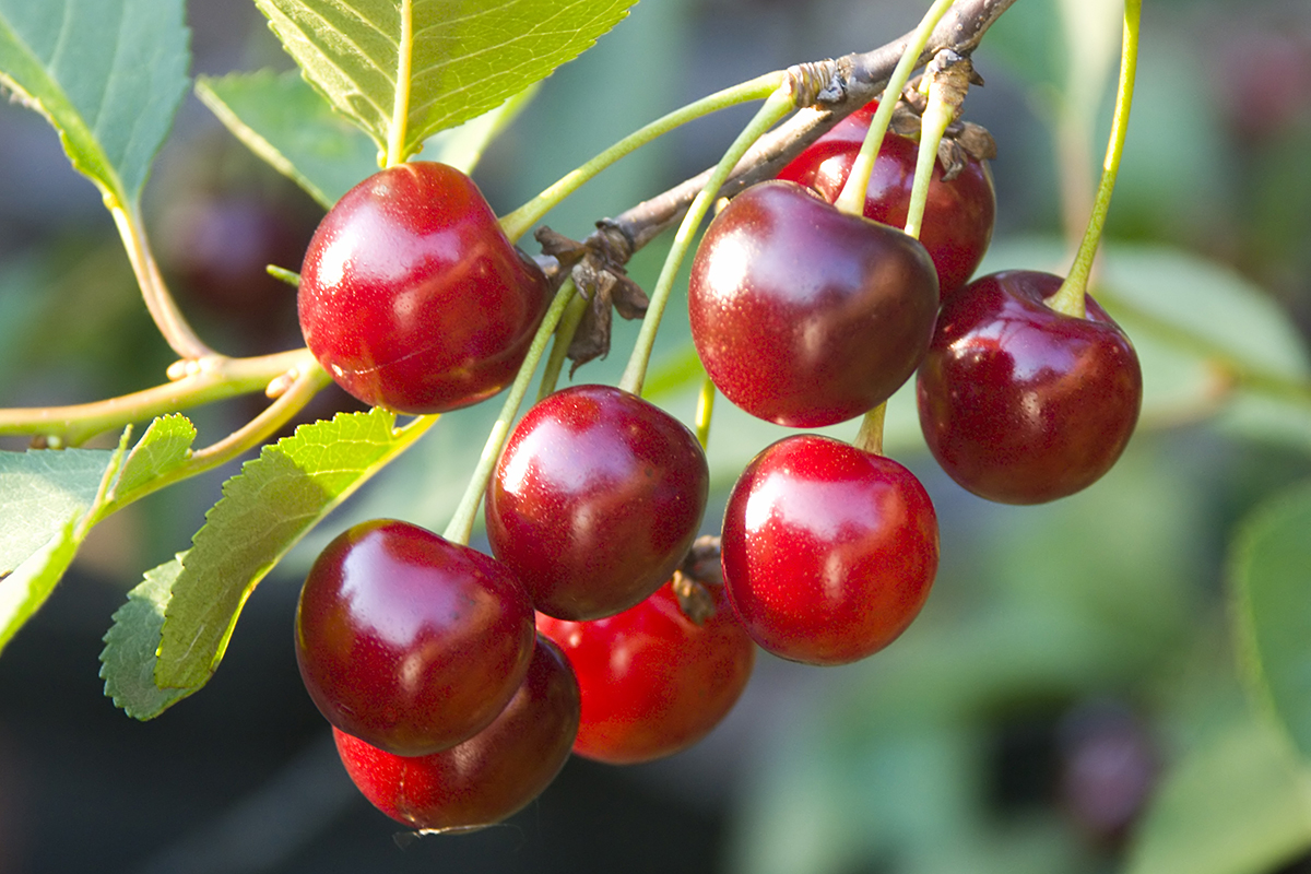 Frost slashes 2025 cherry harvests in Europe