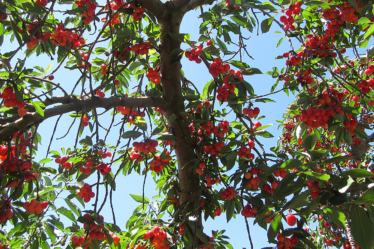 BC Tree fruit growers get $5m for climate projects