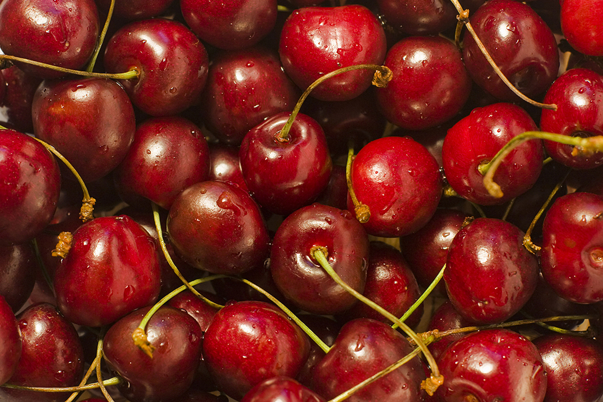 Poland cherry harvest forecast down 30% for 2025