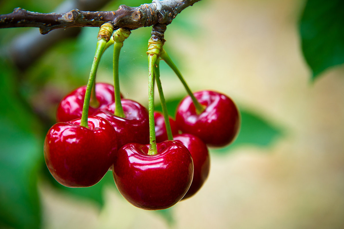 California cherry crop drops to 4.8M cartons