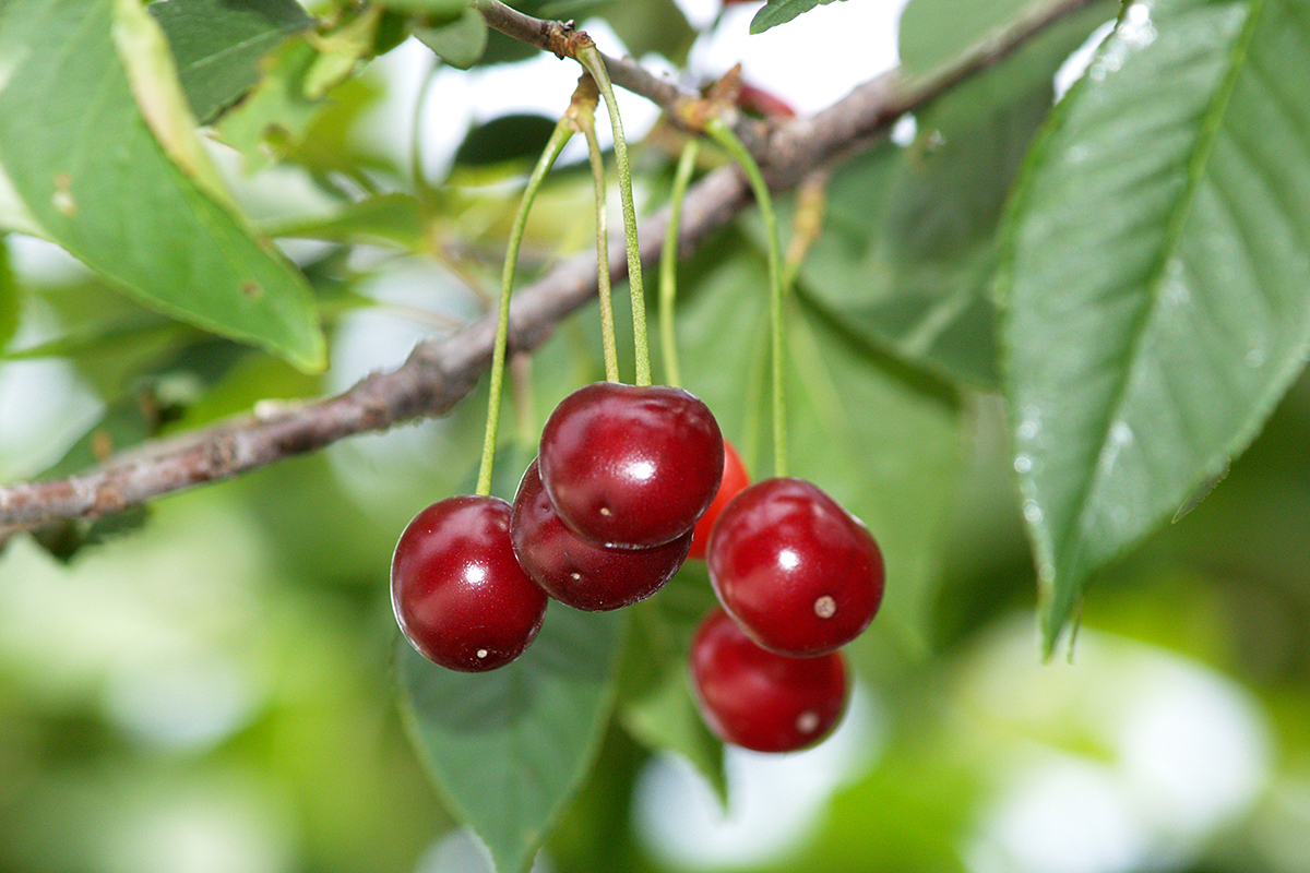 New Zealand cherry exports hit record despite cool summer