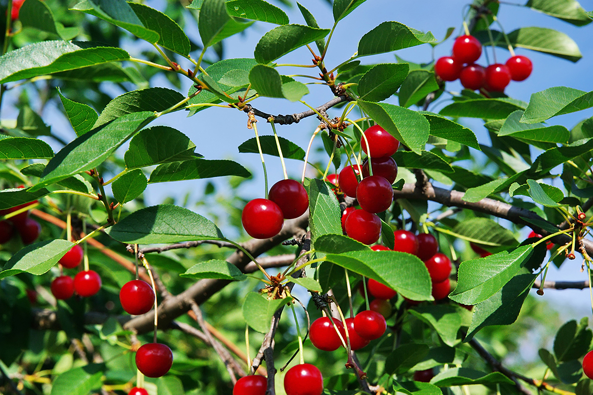 Innovative cherry varieties show promise for inland agriculture in ...