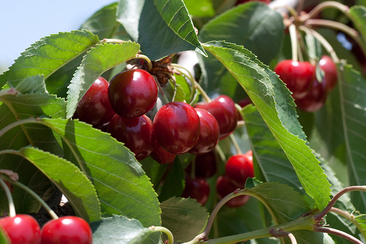 Ukrainian sweet cherry season ends with high prices
