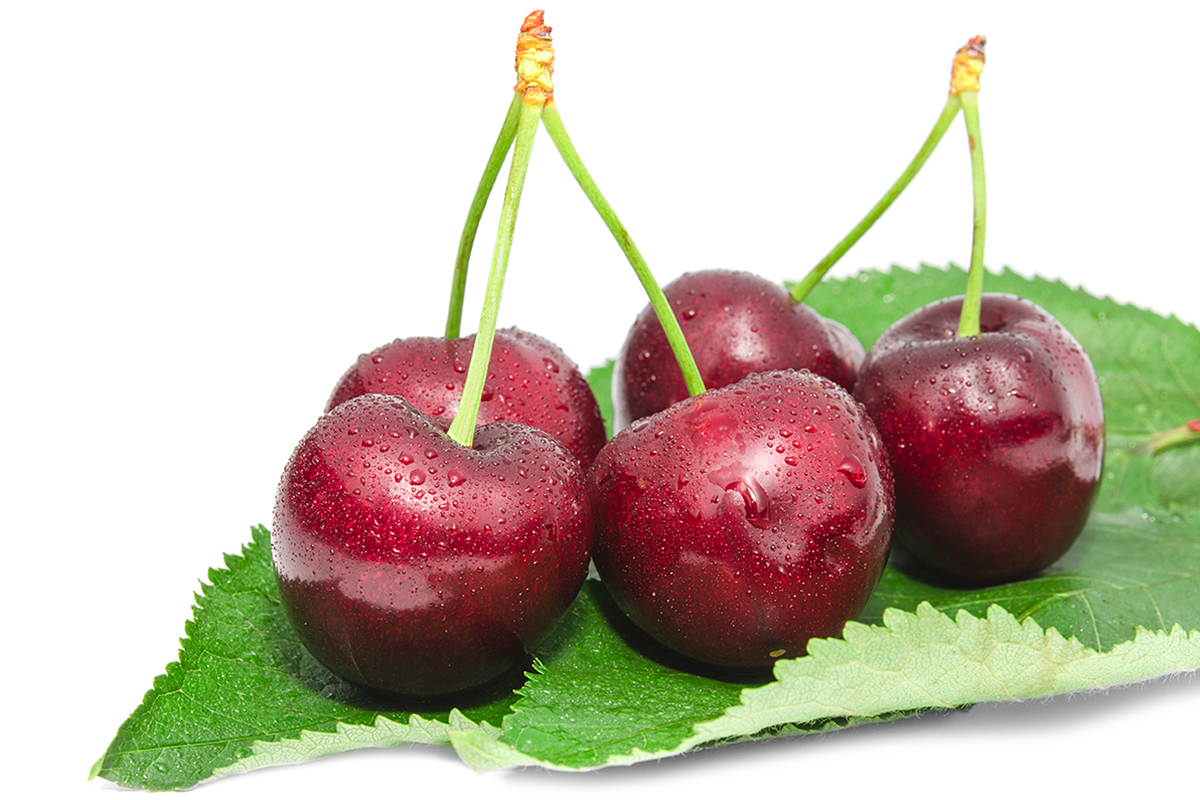Coquimbo cherries aim for new markets in Asia, Europe, and America