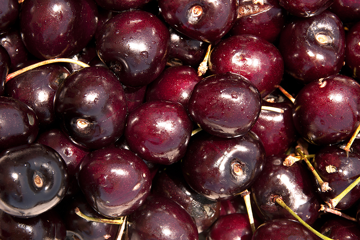 Kashmir cherry growers face 40% losses
