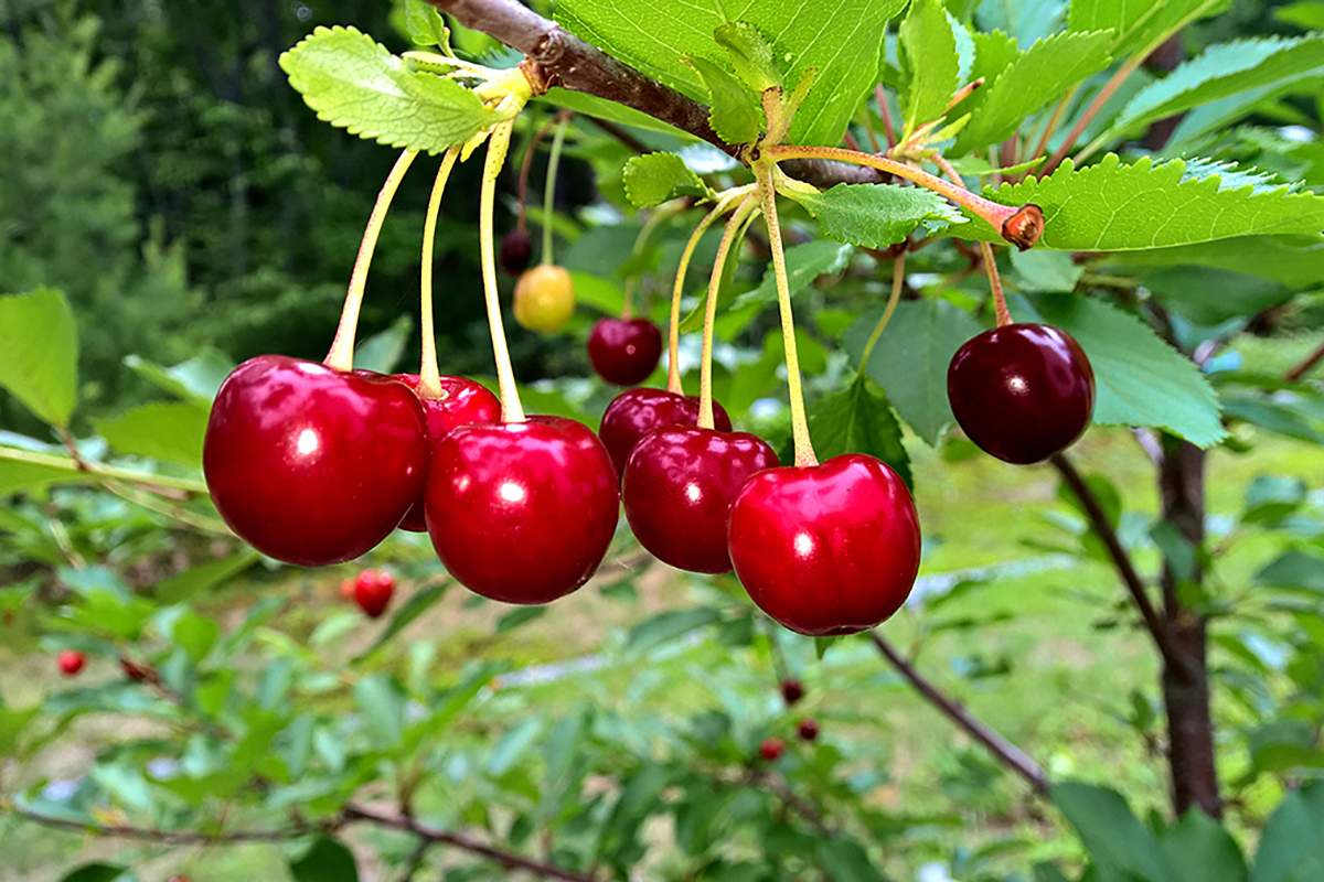 Sweet, and sour cherry prices reach record highs in Ukraine