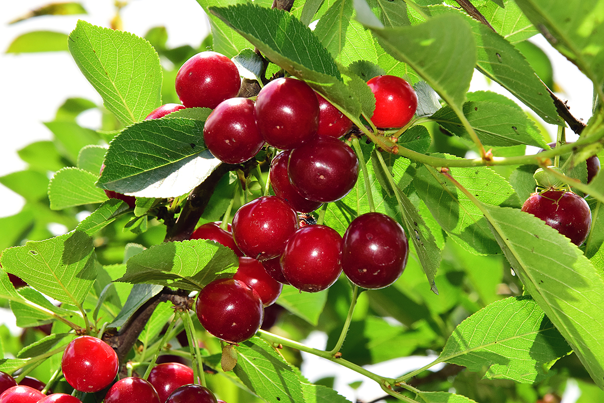 Canadian cherry growers expect better crop after tough season