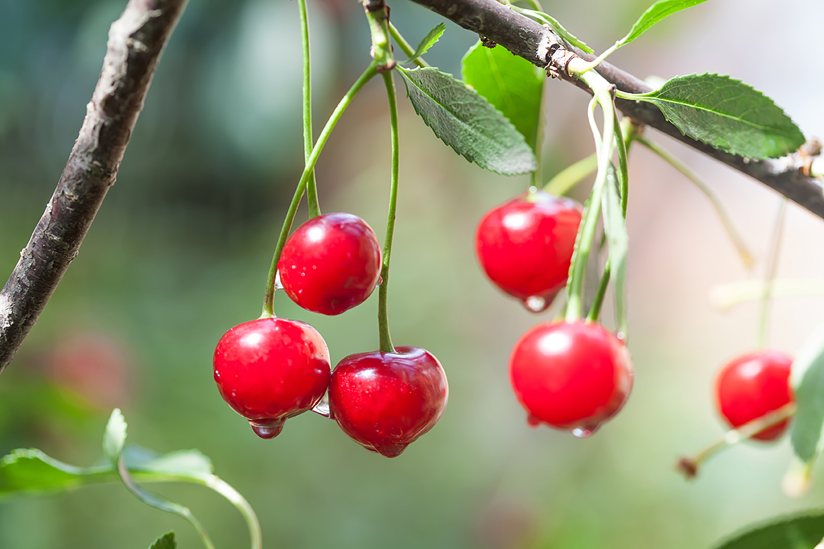 Rainfall adds pressure to Moldovan cherry crop after frost damage