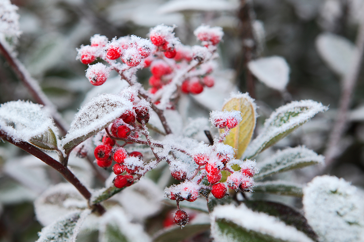 Romanian growers demand aid after frost devastates crops
