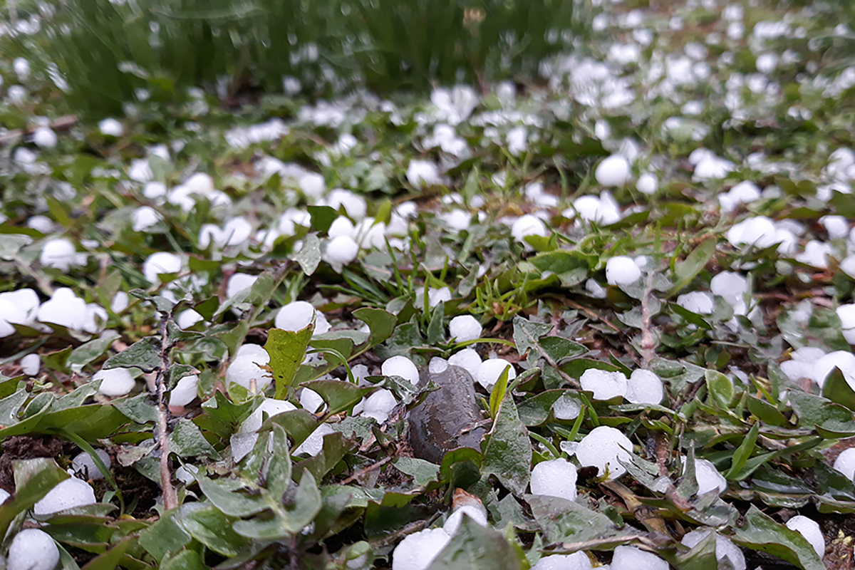 Hailstorm damages up to 90% of apple crop in Himachal Pradesh