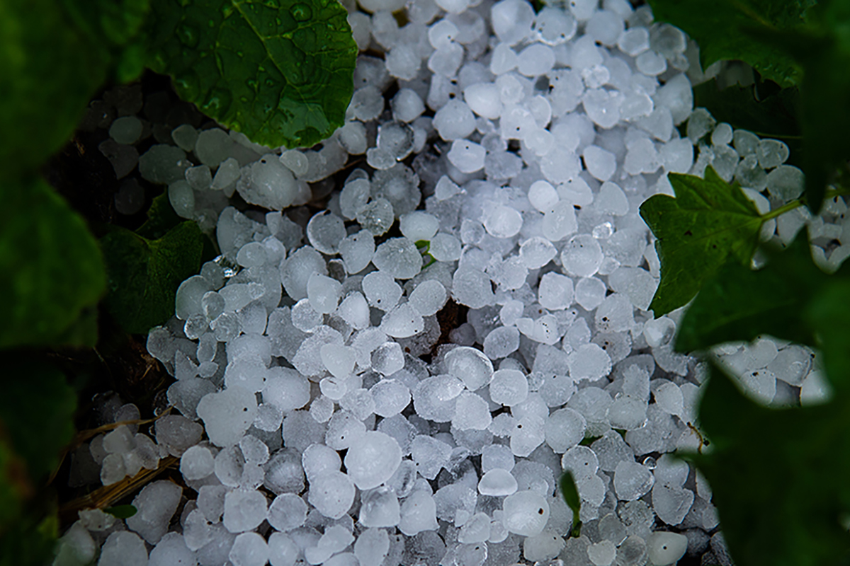Georgia hail damages citrus ahead of freeze