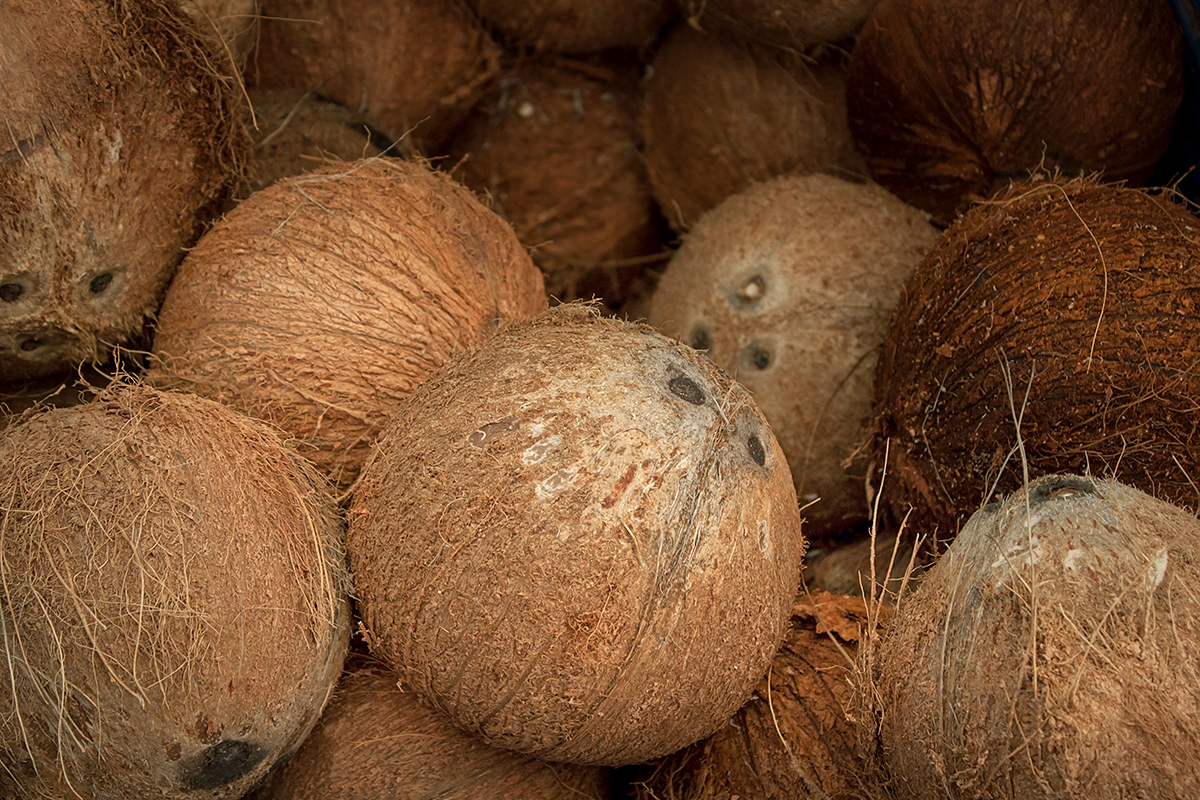 Global coconut prices surge on supply shortages
