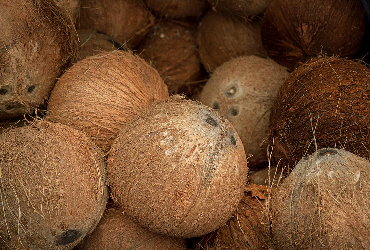 Vietnam coconut imports surge 19-fold