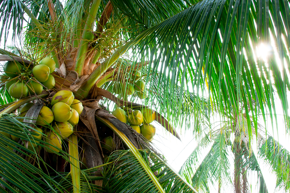 Belize minister tours citrus and coconut farms