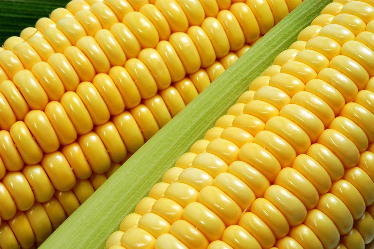 Morocco sweet corn exports hit record 21,800 tons