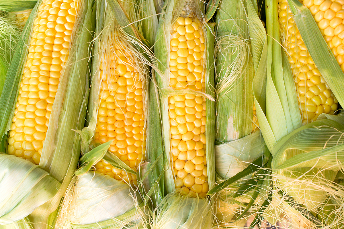Hungary sweet corn harvest split north and south