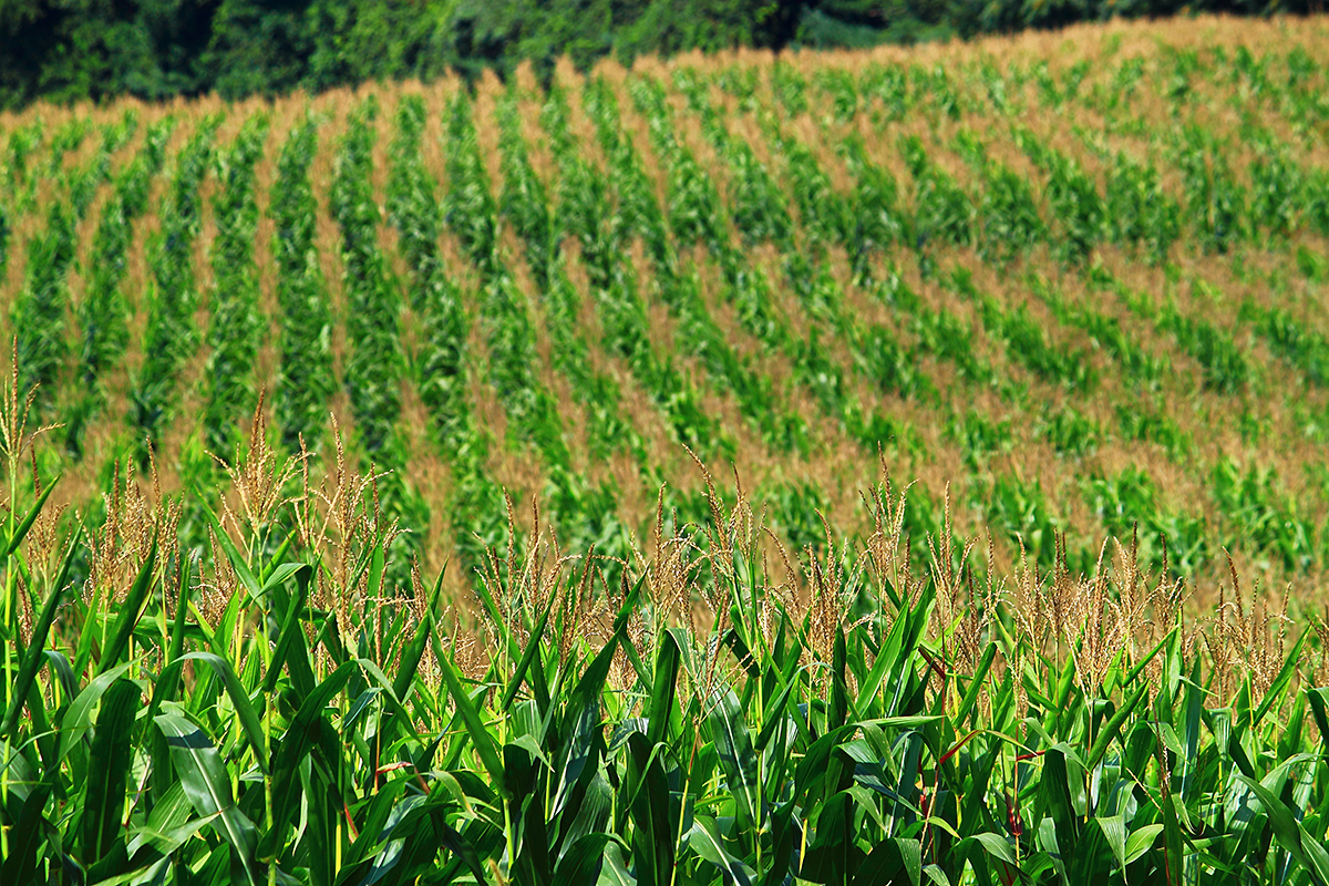 U.S. sweet corn production drops 14% in 2024