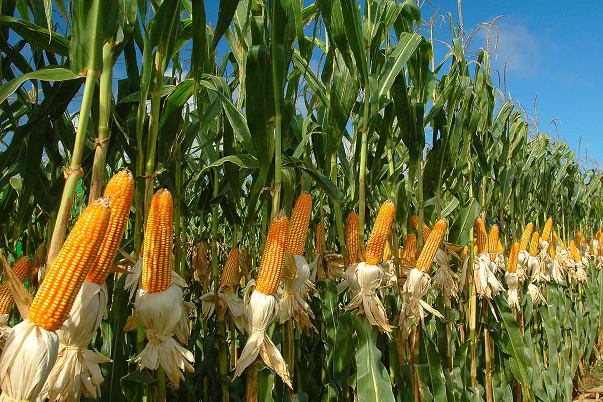 Virginia growers extend sweet corn season