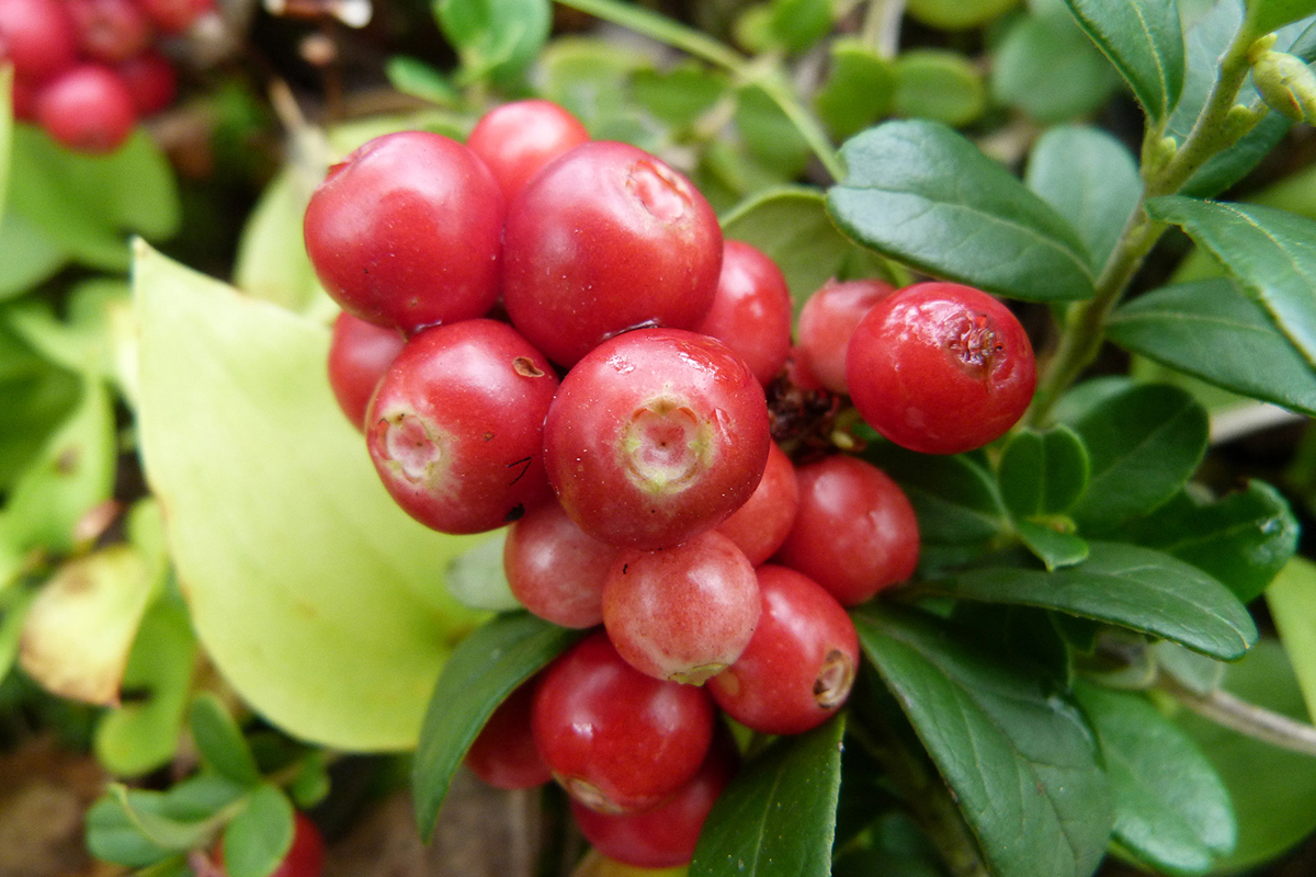 EU cranberry imports up 11.5%