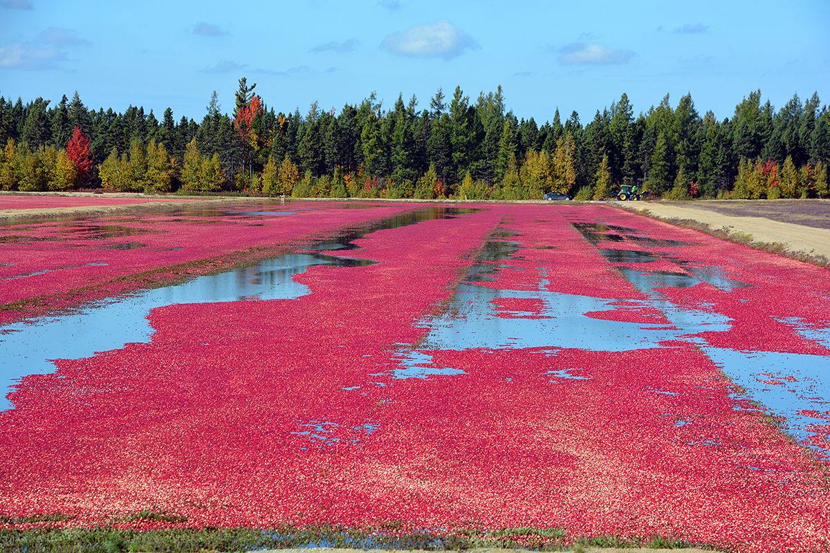 Gottschalk Cranberry Farm thrives under multigenerational leadership