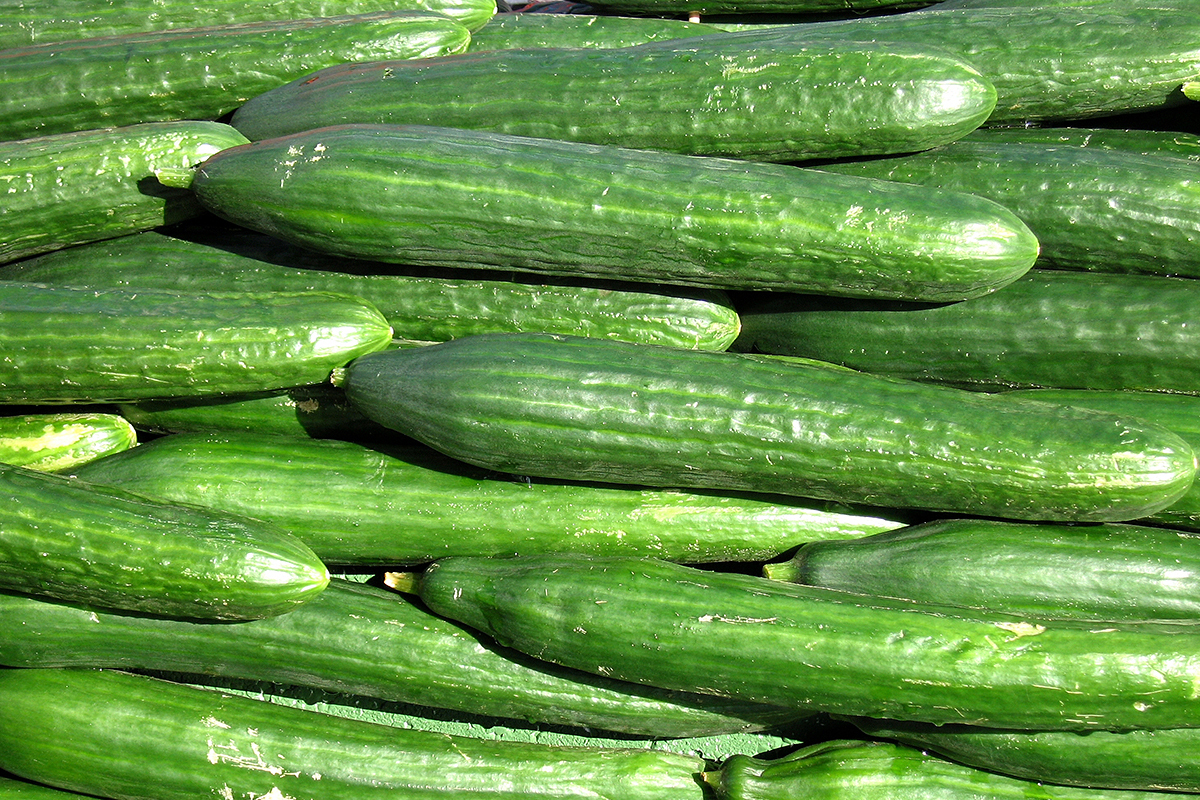 Organic cucumbers cheaper than in the previous three years