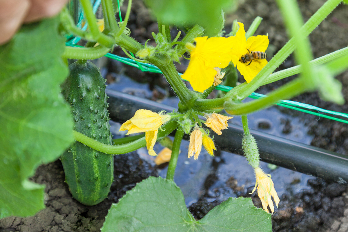 Cucumber prices rise in Ukraine in 2026