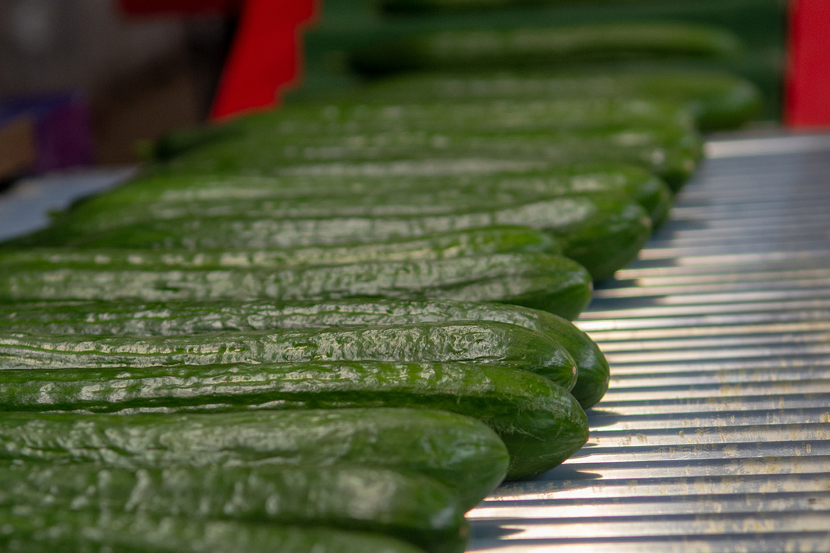 Cucumber becomes Almeria's top fruit and vegetable export for the first ...