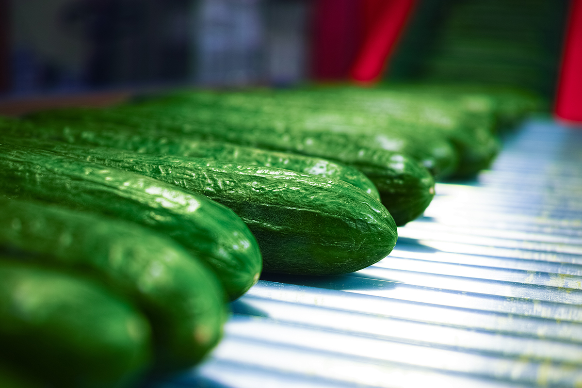 Pricing slightly strengthening on field cucumbers