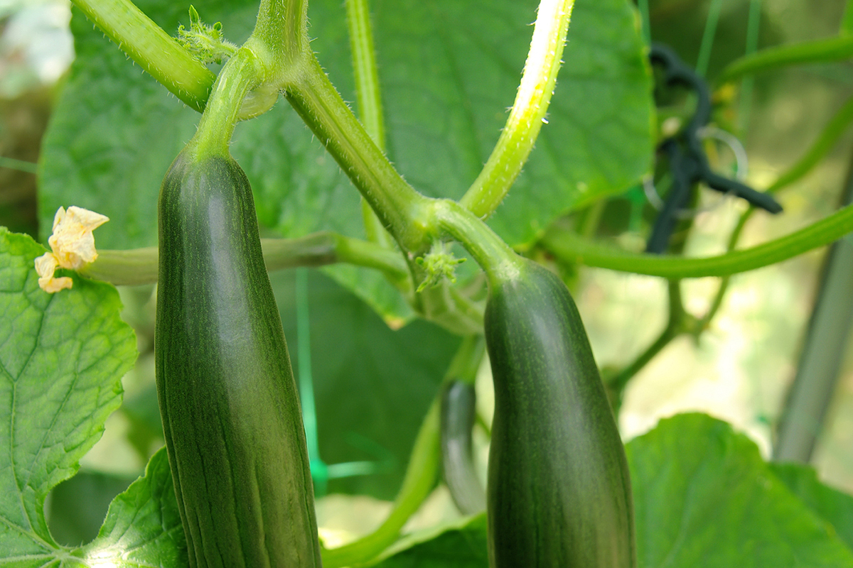 Almeria sets a new record for cucumber production in 2024/2025