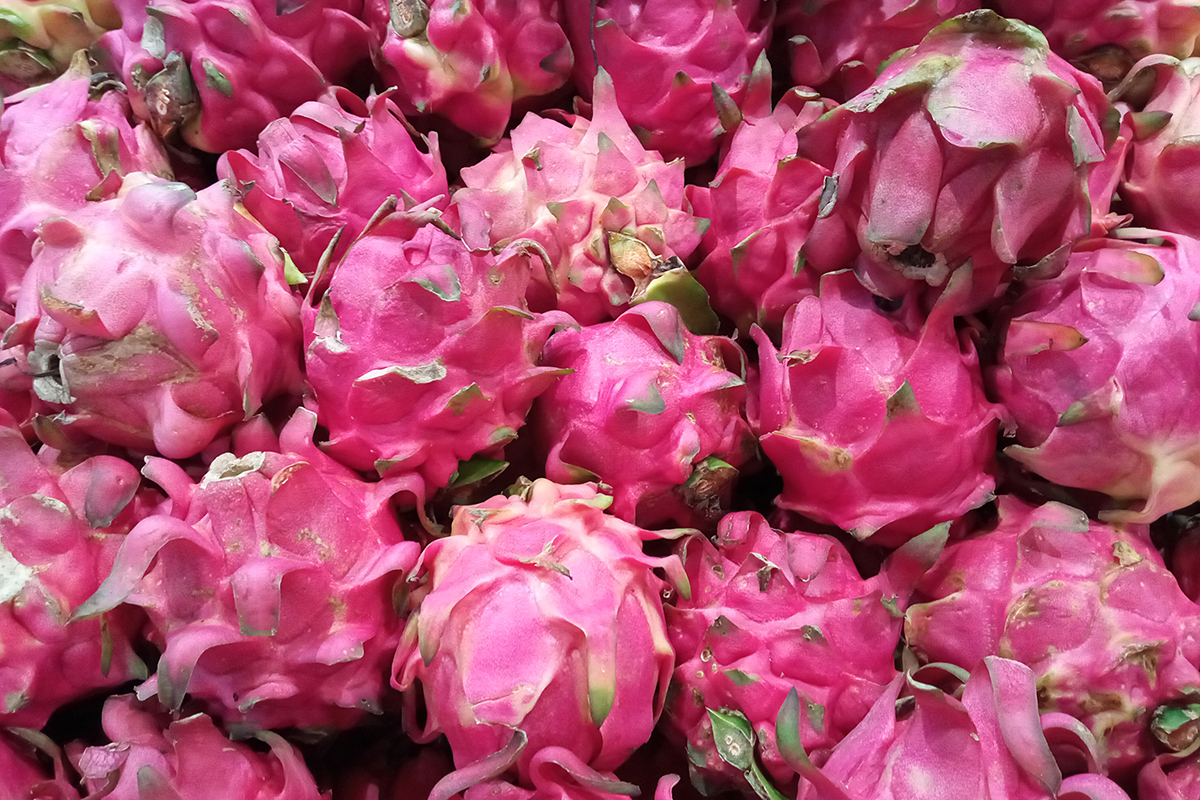 Pakistan expands dragon fruit production on reclaimed land