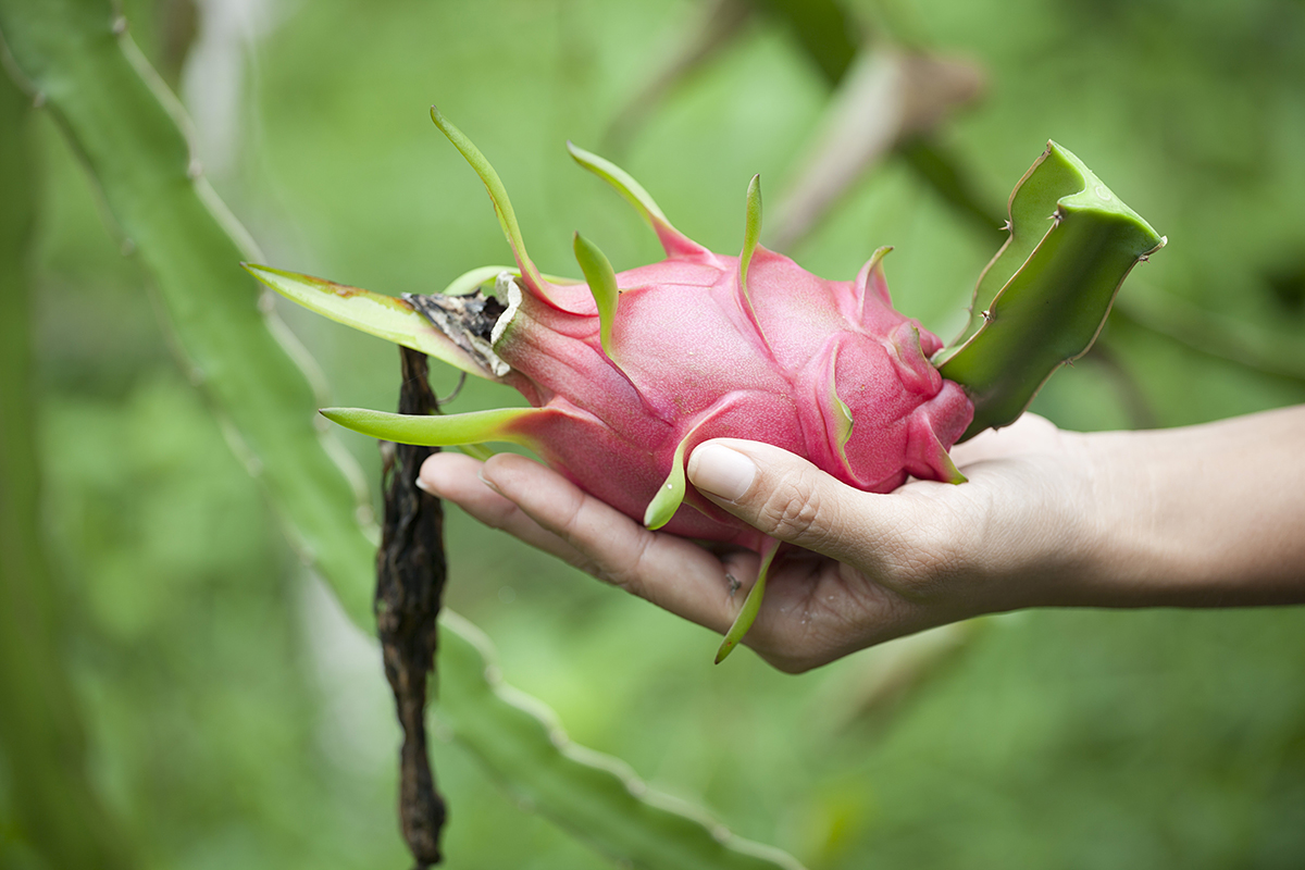 Dragon fruit prices surge in Vietnam