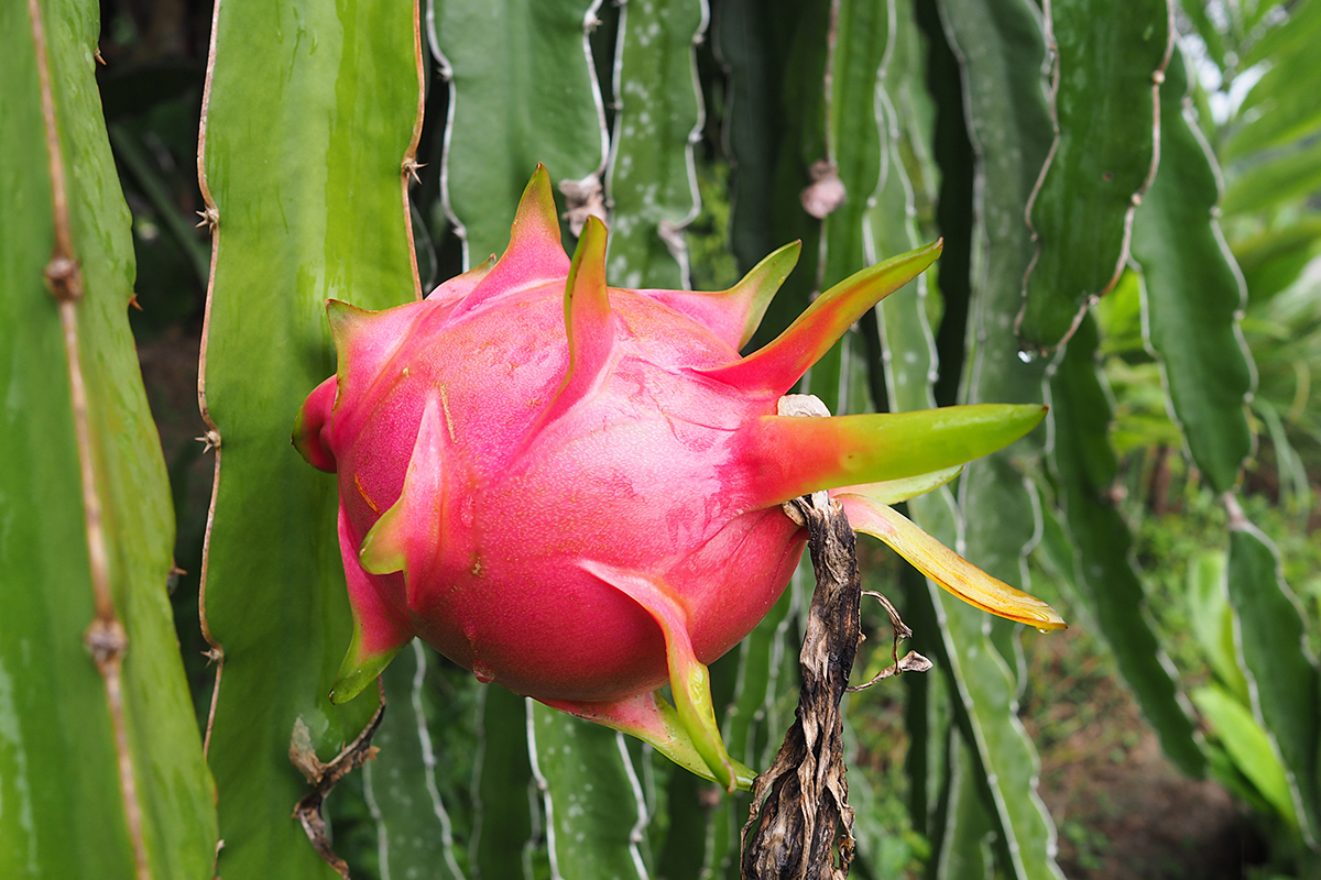 Himachal expands SHIVA project to include exotic fruit cultivation