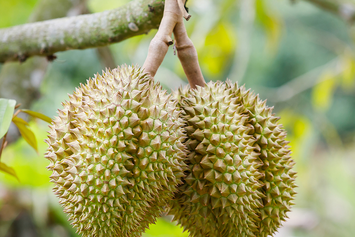 Laos aims to supply 400 tons of durian in 2026