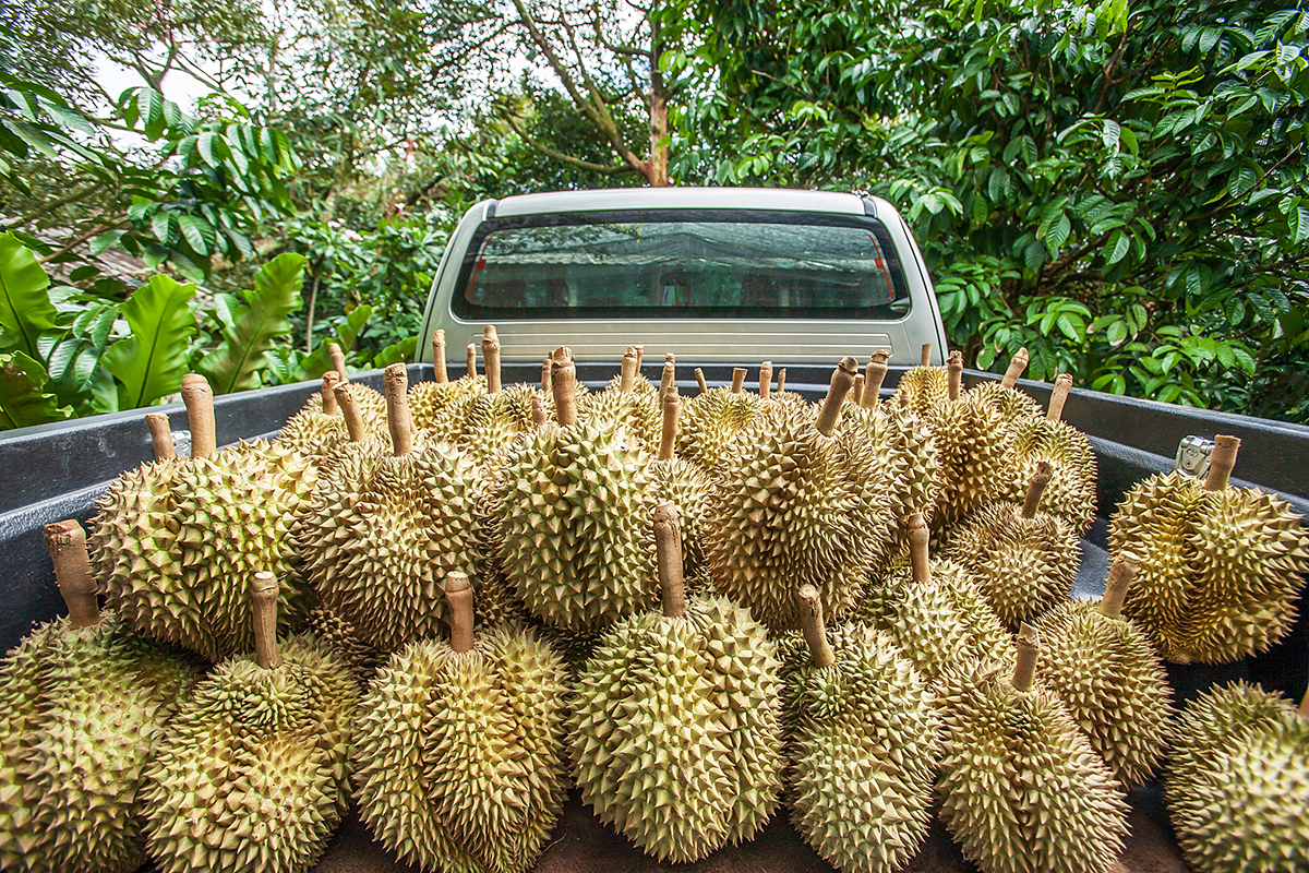 Vietnam’s durian exports hit by sharp decline and quality control issues