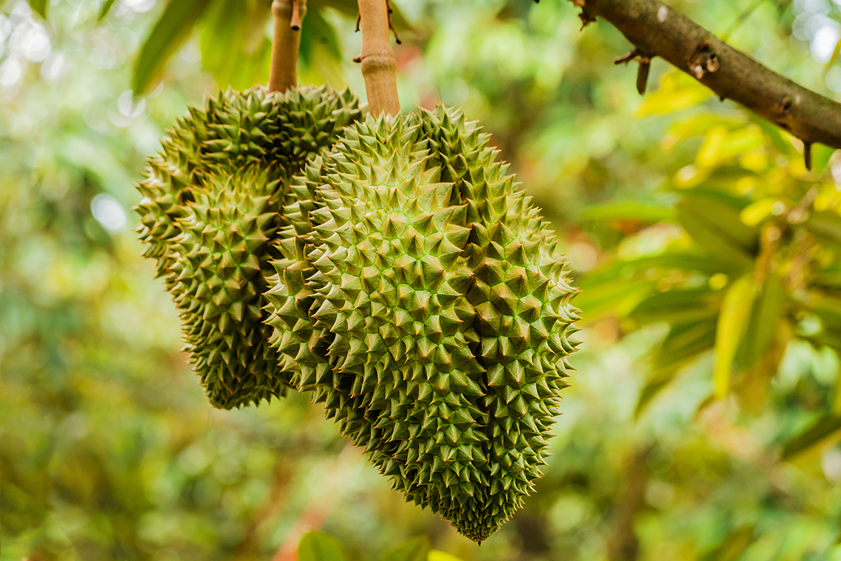 China eases durian checks at Laos border to reduce delays