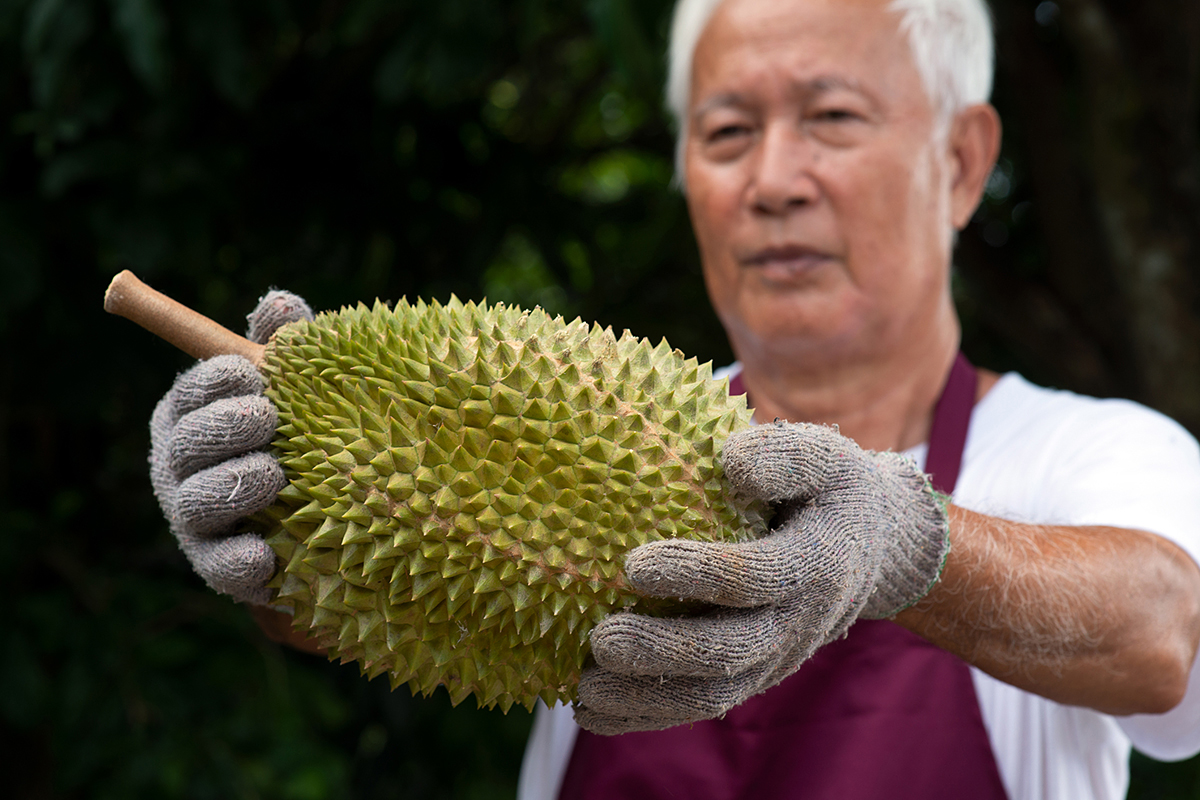 Lam Dong tightens durian expansion as province targets sustainable ...