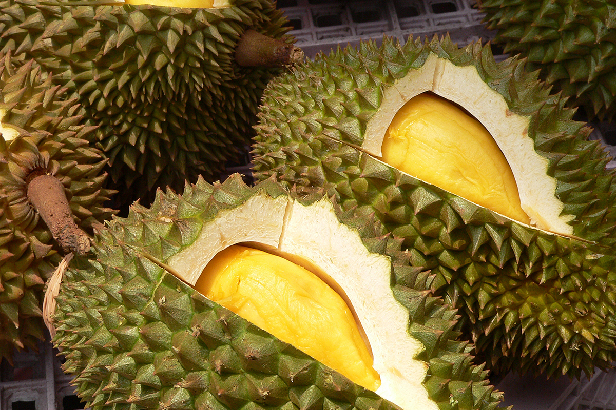 Chanthaburi, the heart of Thailand’s thriving durian industry