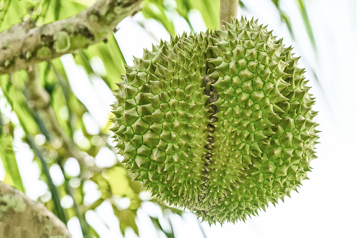Vietnam tightens durian export code management for 2026 season