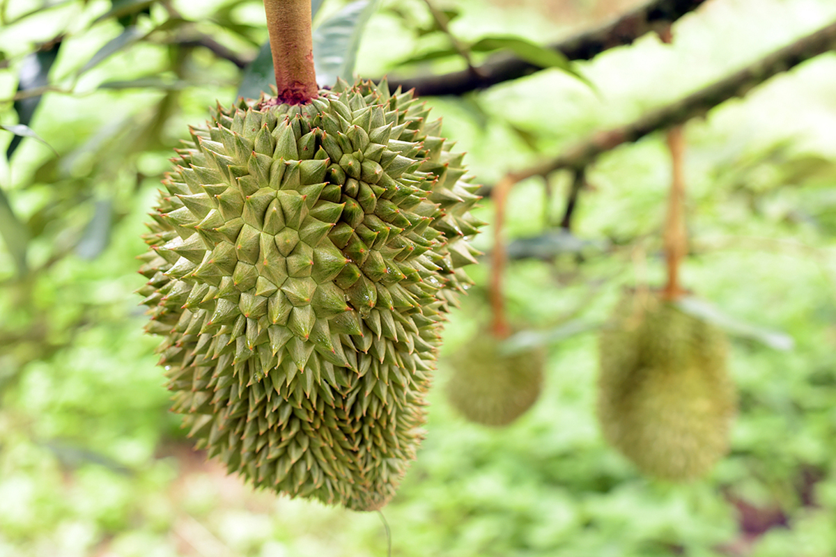 China grows more durians but still relies on imports