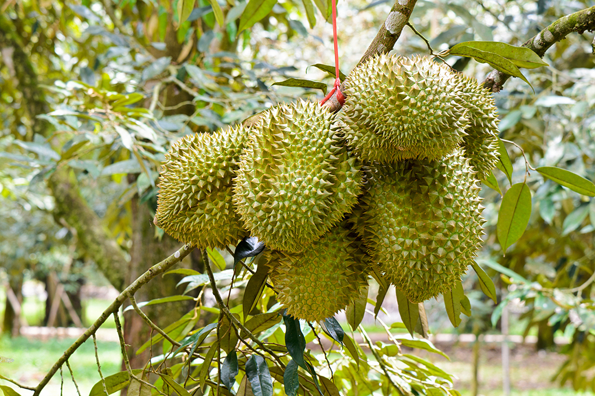 Malaysia expands durian farming for Chinese demand