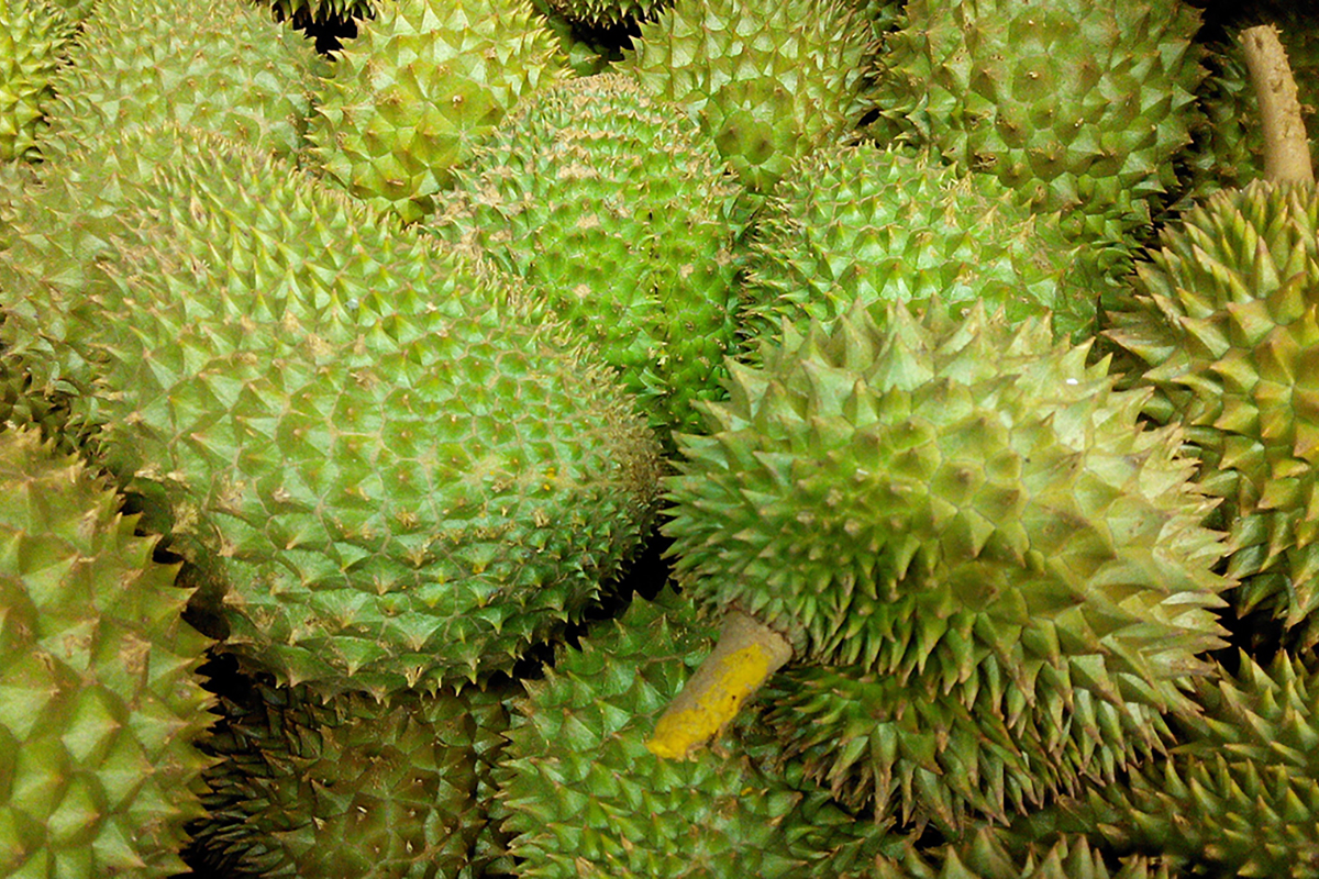 China launches AI durian sorting system
