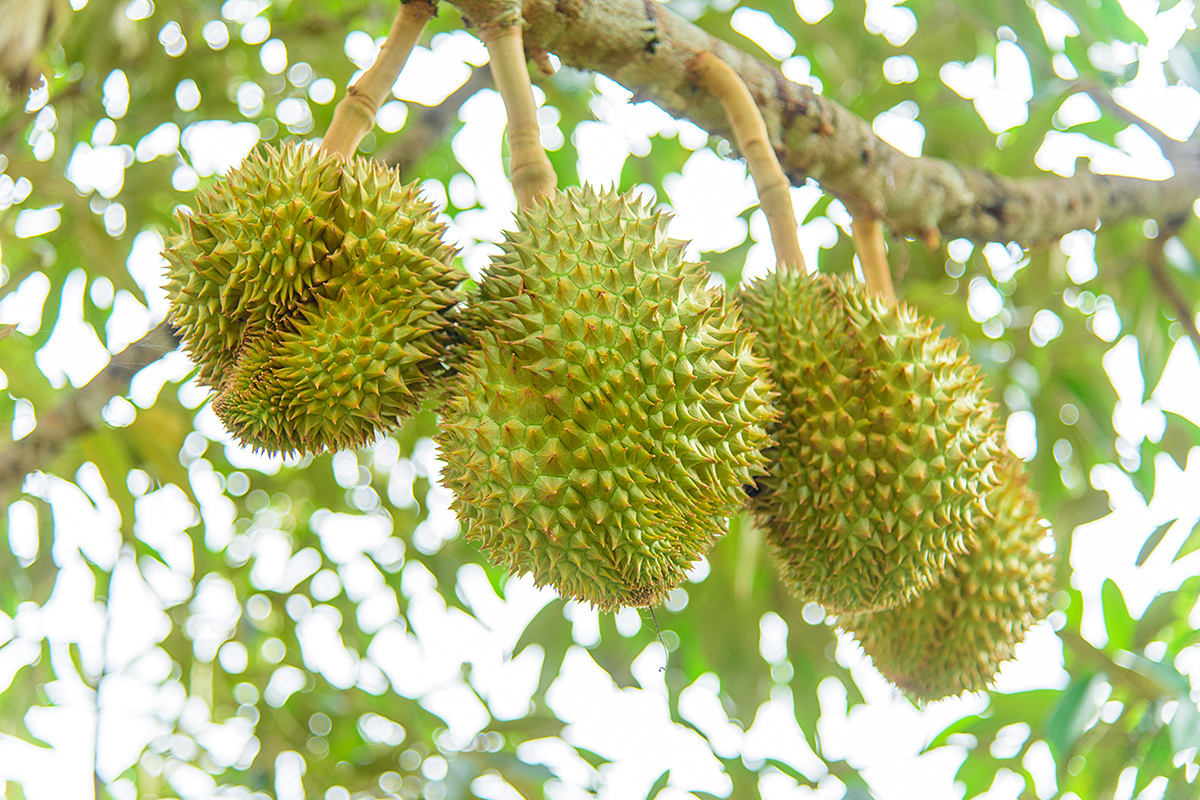 Cambodia starts overland fruit exports to China
