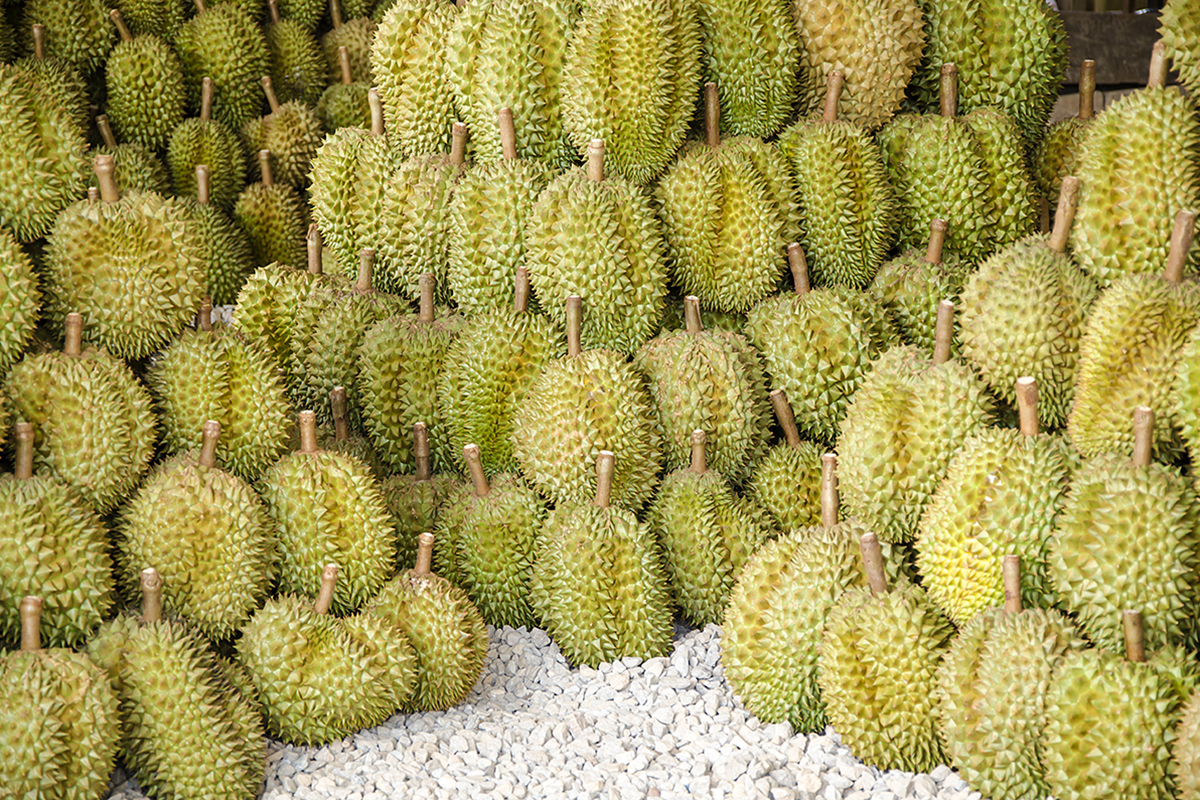 Vietnam durian exports to China stall over safety checks