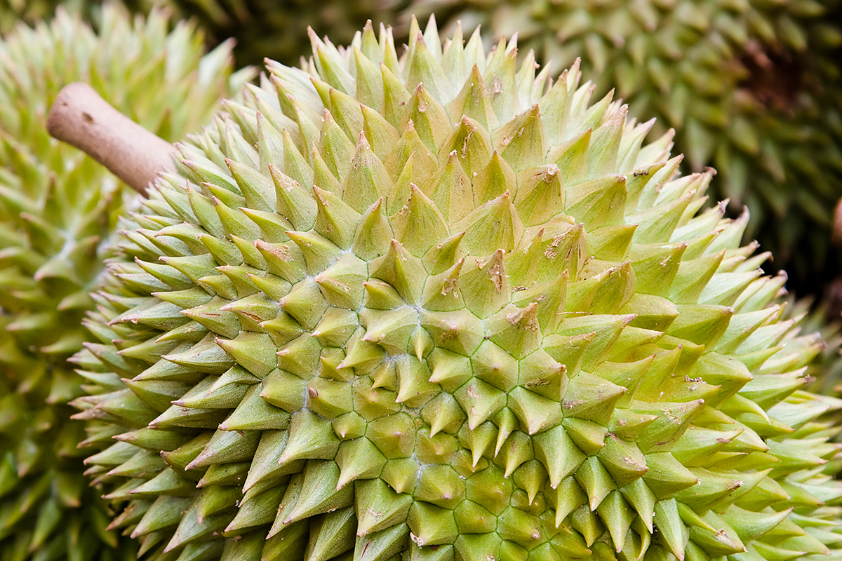 Vietnam's coffee farmers switch to durian