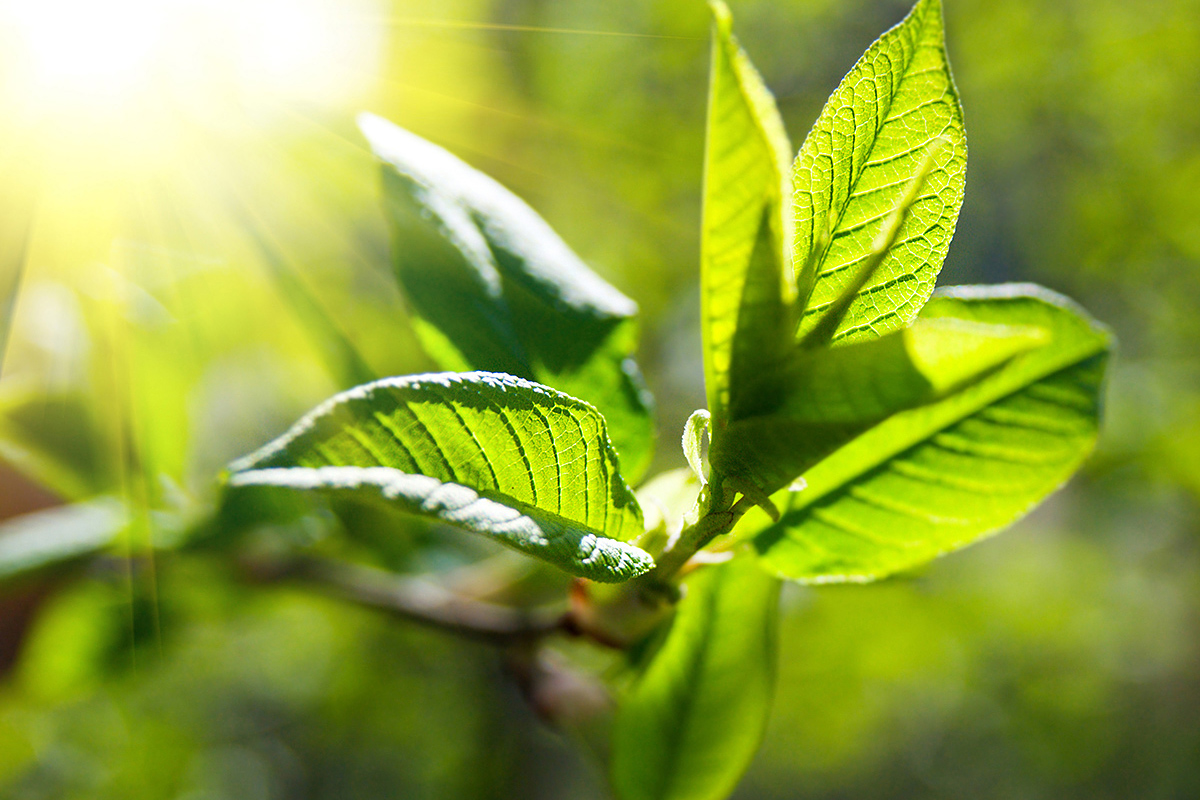 The “magic plant” breakthrough: a leap toward climate-resilient agriculture