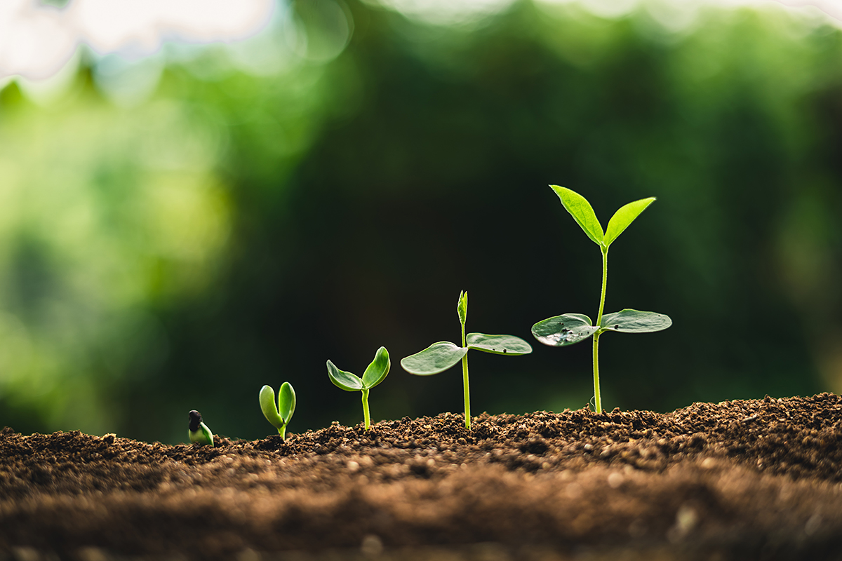 A 'molecular key' allows photosynthesis to be paused so that plants can ...