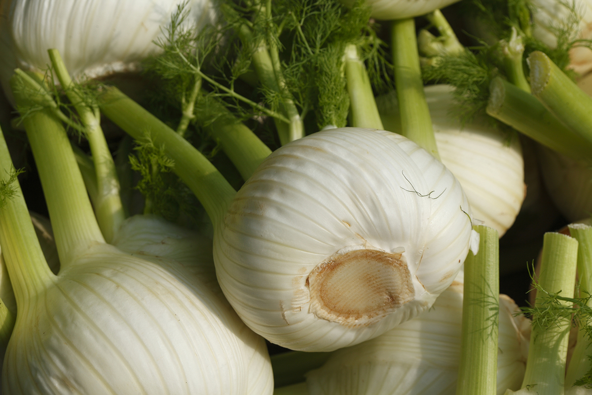 Swiss domestic fennel on the rise
